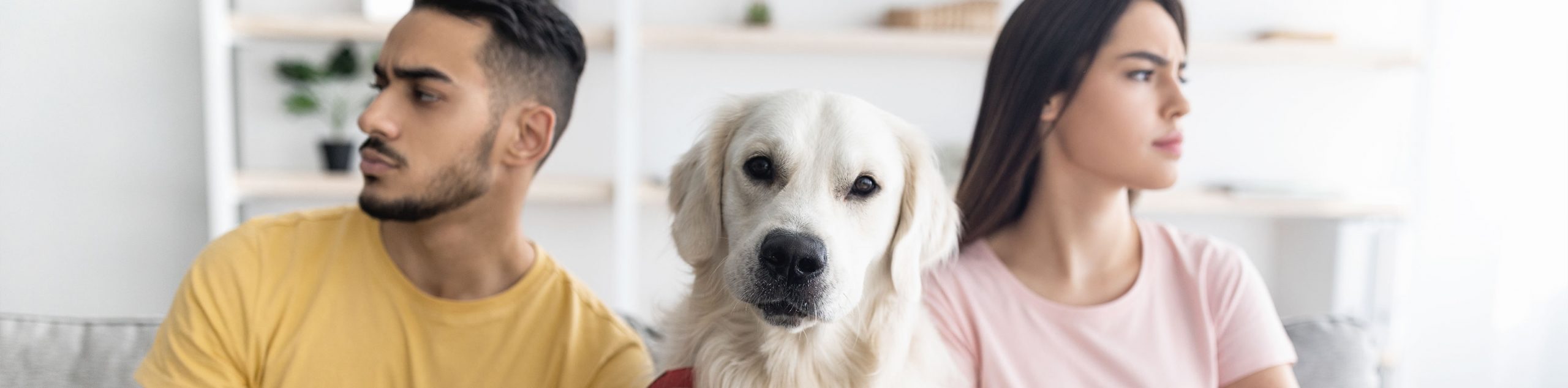 Pets on Separation and Pet Nuptial Agreements | Nockolds